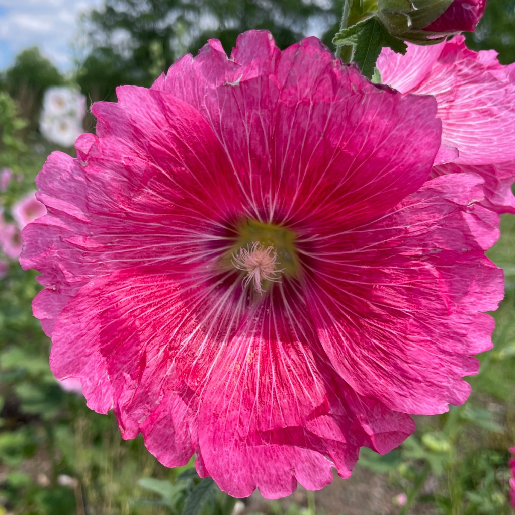 Hollyhock | RegenAxe