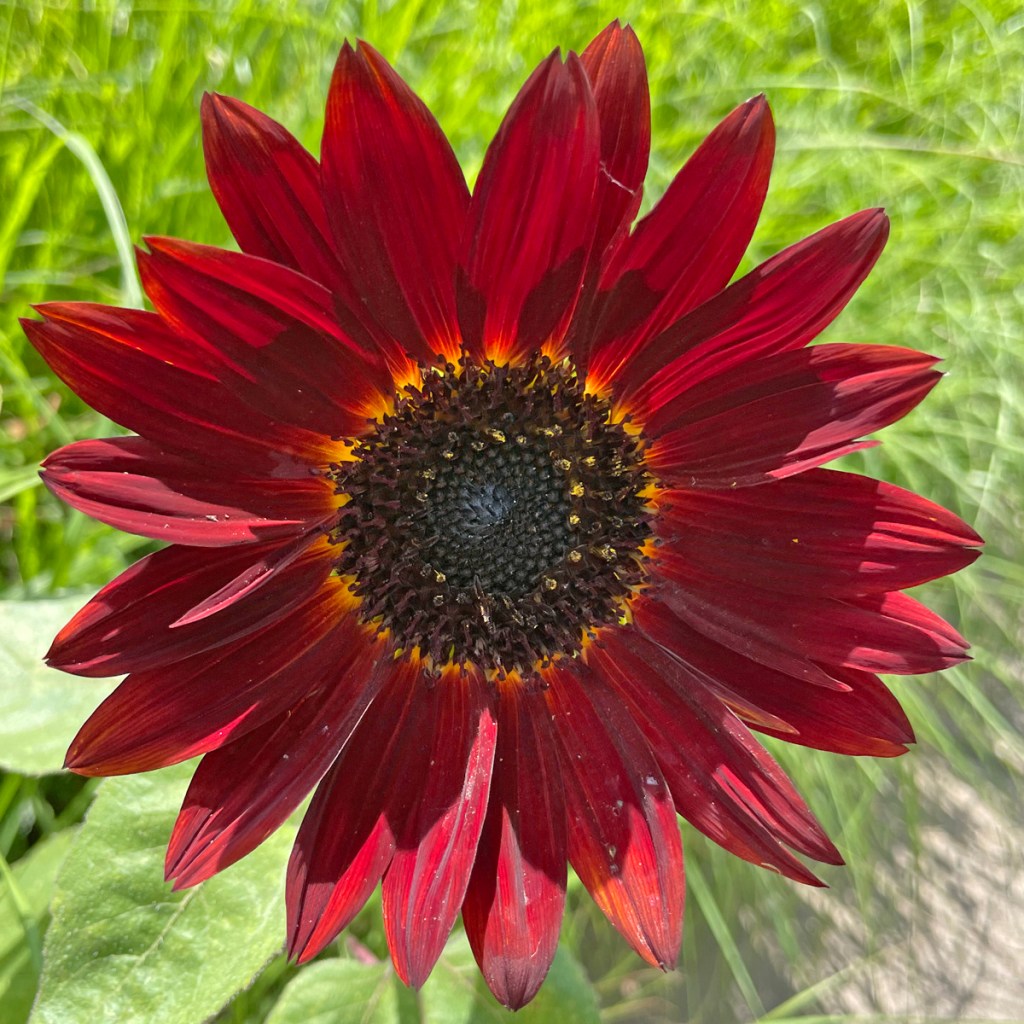 Velvet Queen Sunflower | RegenAxe