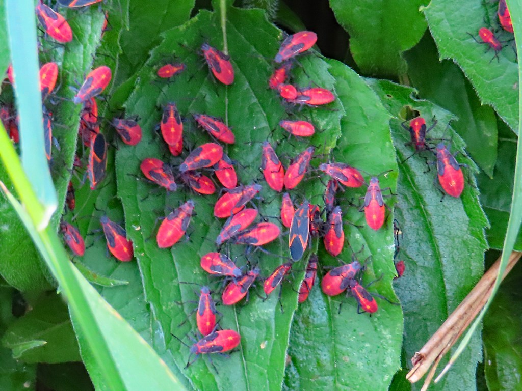 Boxelder Bugs | RegenAxe