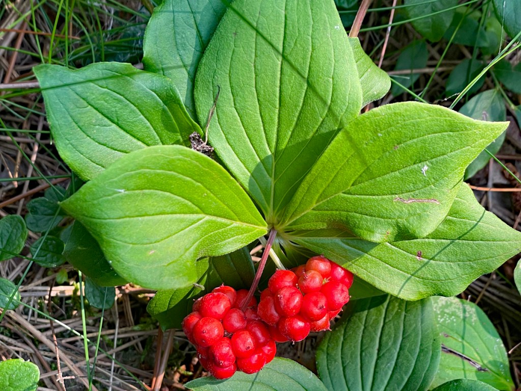 Bunchberries | RegenAxe