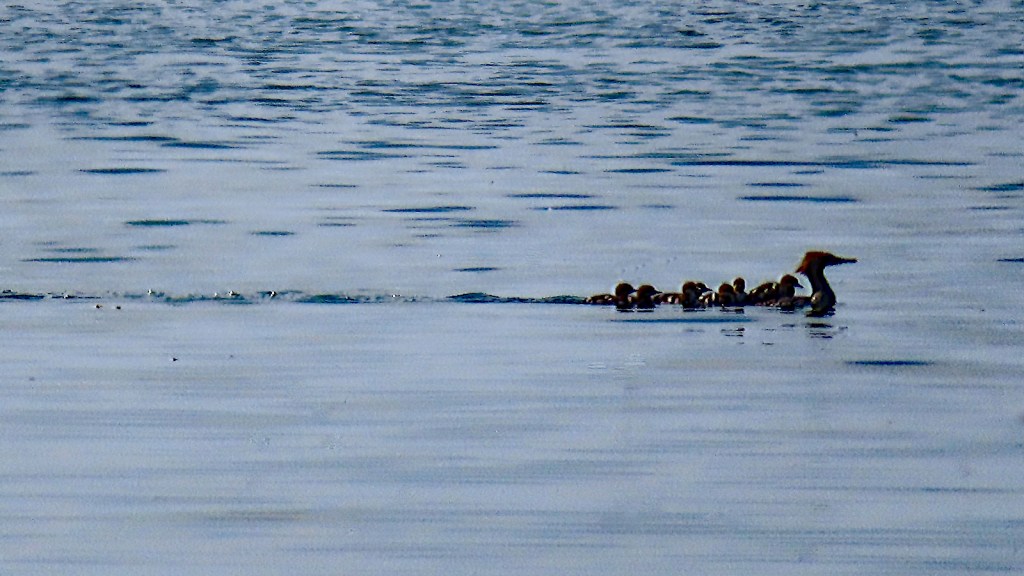First Merganser Babies of the Season | RegenAxe