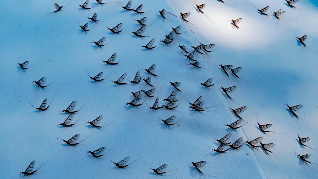 Mayfly Hatch | RegenAxe