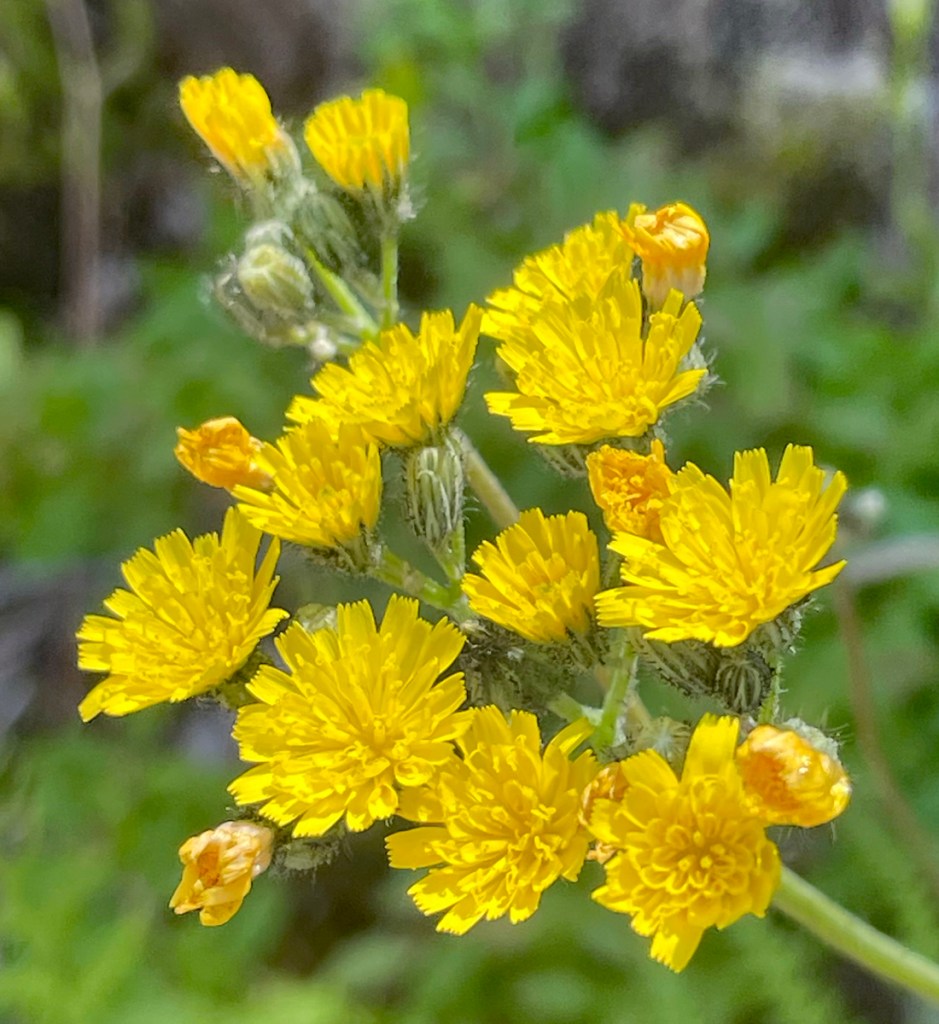 Meadow Hawkweed | RegenAxe