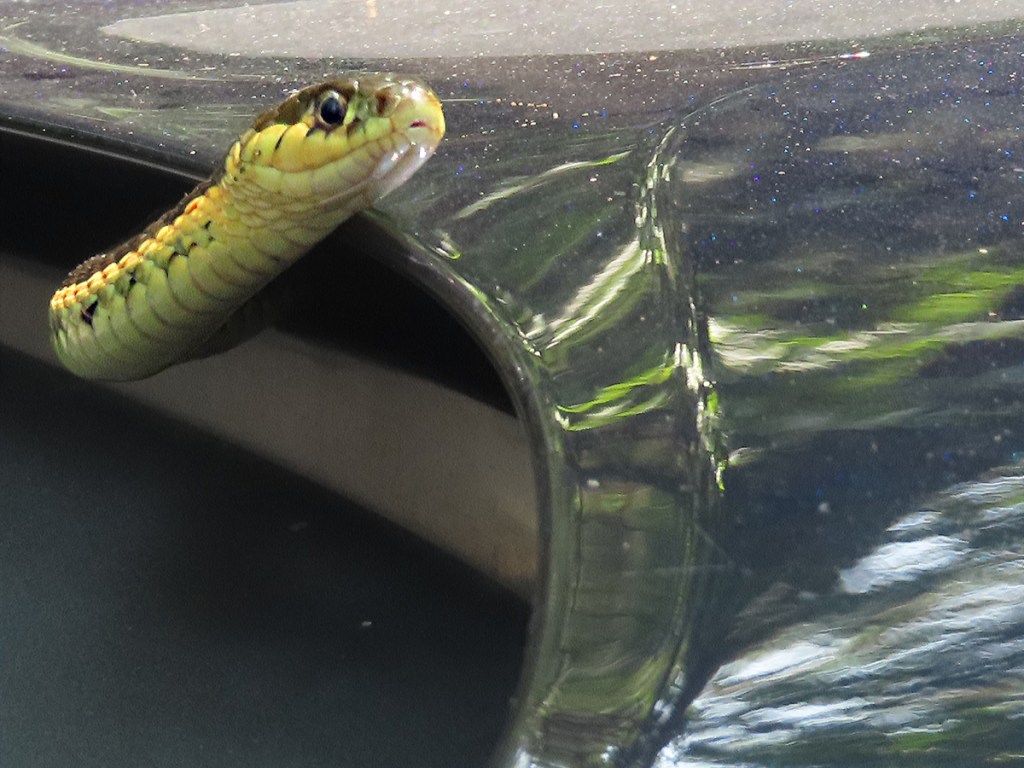 Snake in the Grass—Step on the Gas | RegenAxe