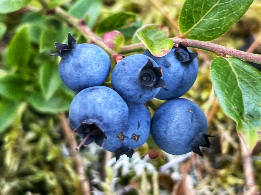 Blueberry | RegenAxe