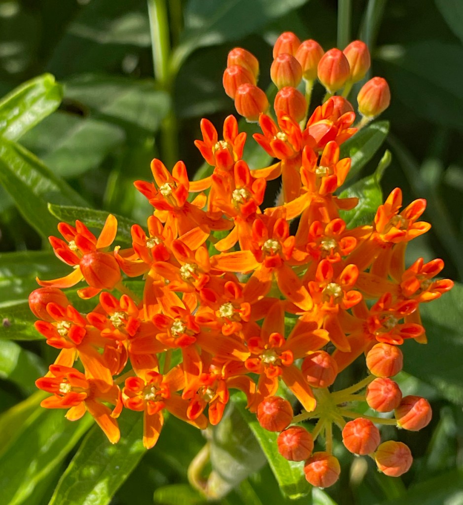 Butterflyweed | RegenAxe