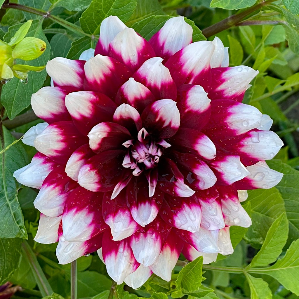 Dahlia Pinnata | RegenAxe