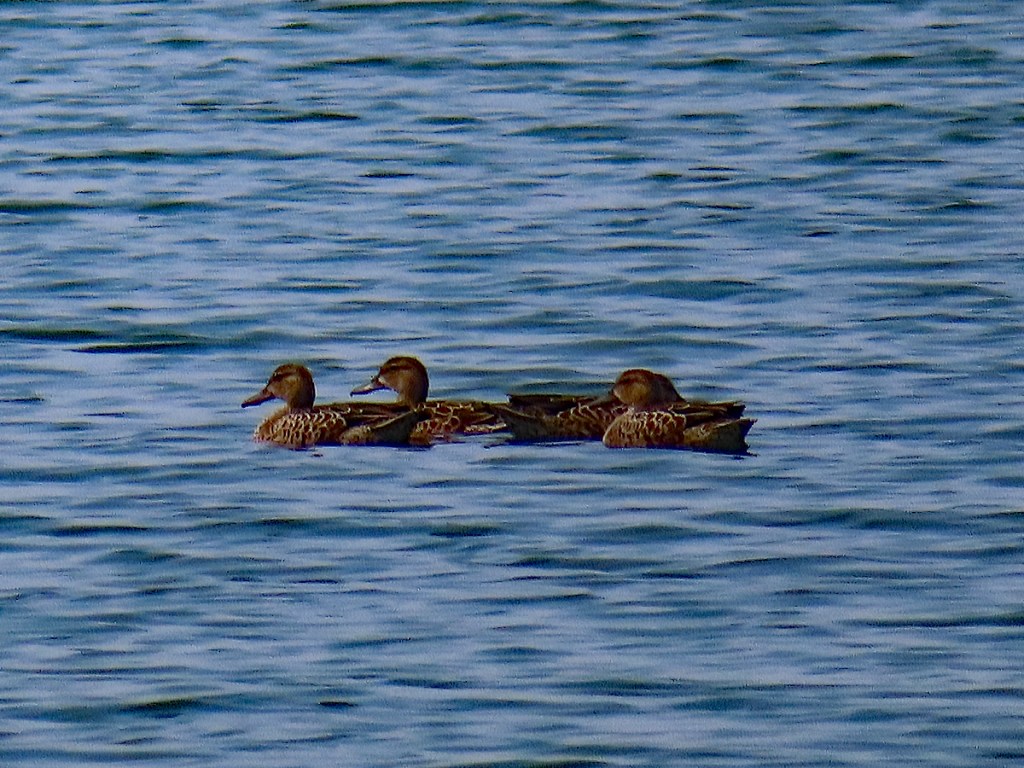 Female Blue-winged Teals | RegenAxe