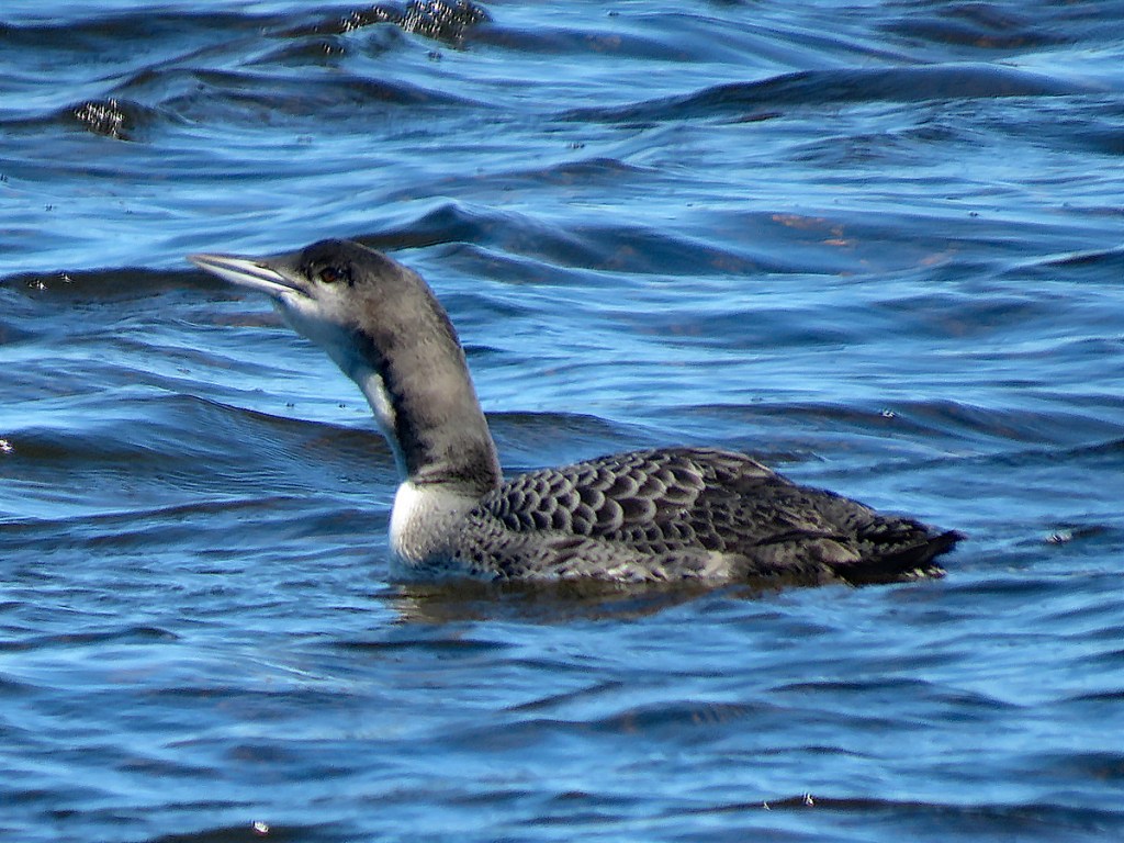 Juvenile Loon | RegenAxe