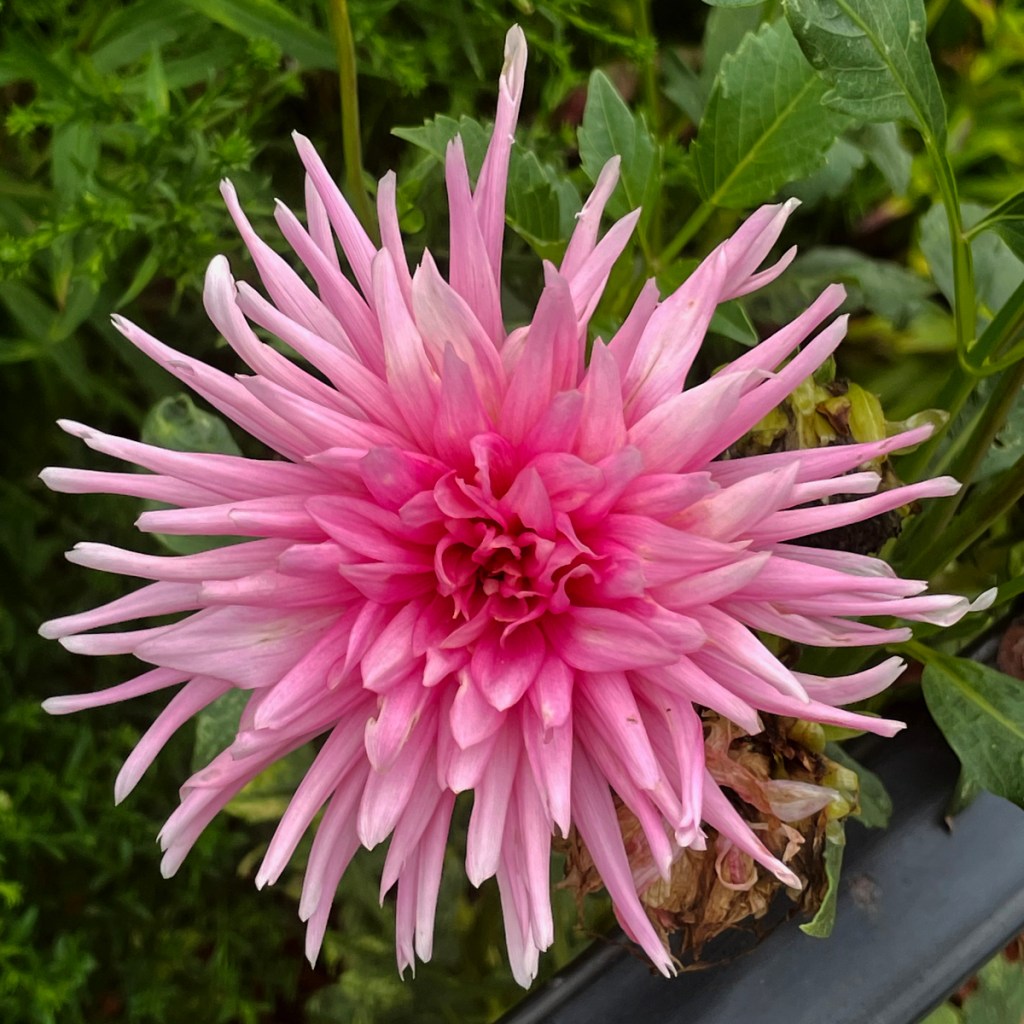 Pink Dahlia | RegenAxe