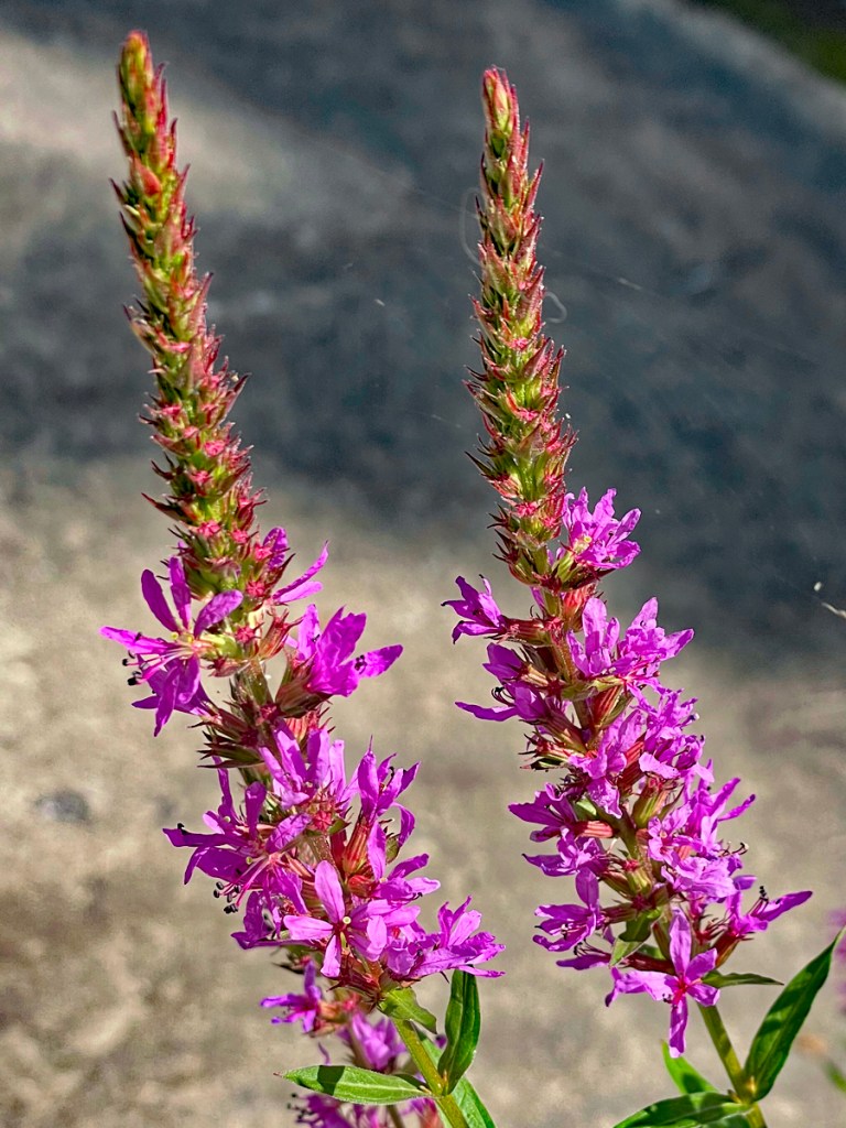 Purple Loosestrife | RegenAxe