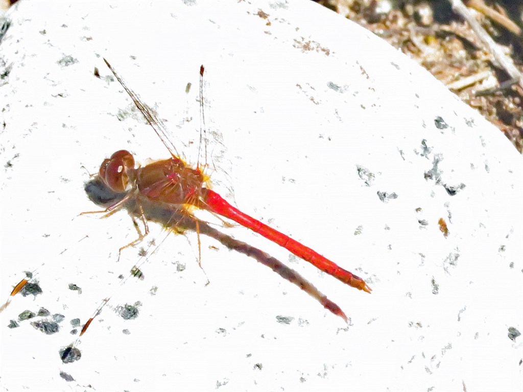 Autumn Meadowhawk | RegenAxe