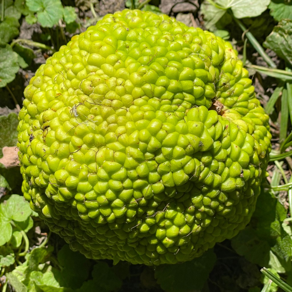 Osage Orange | RegenAxe