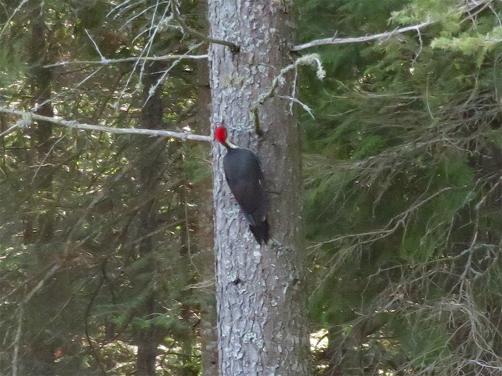 Pileated Woodpecker | RegenAxe