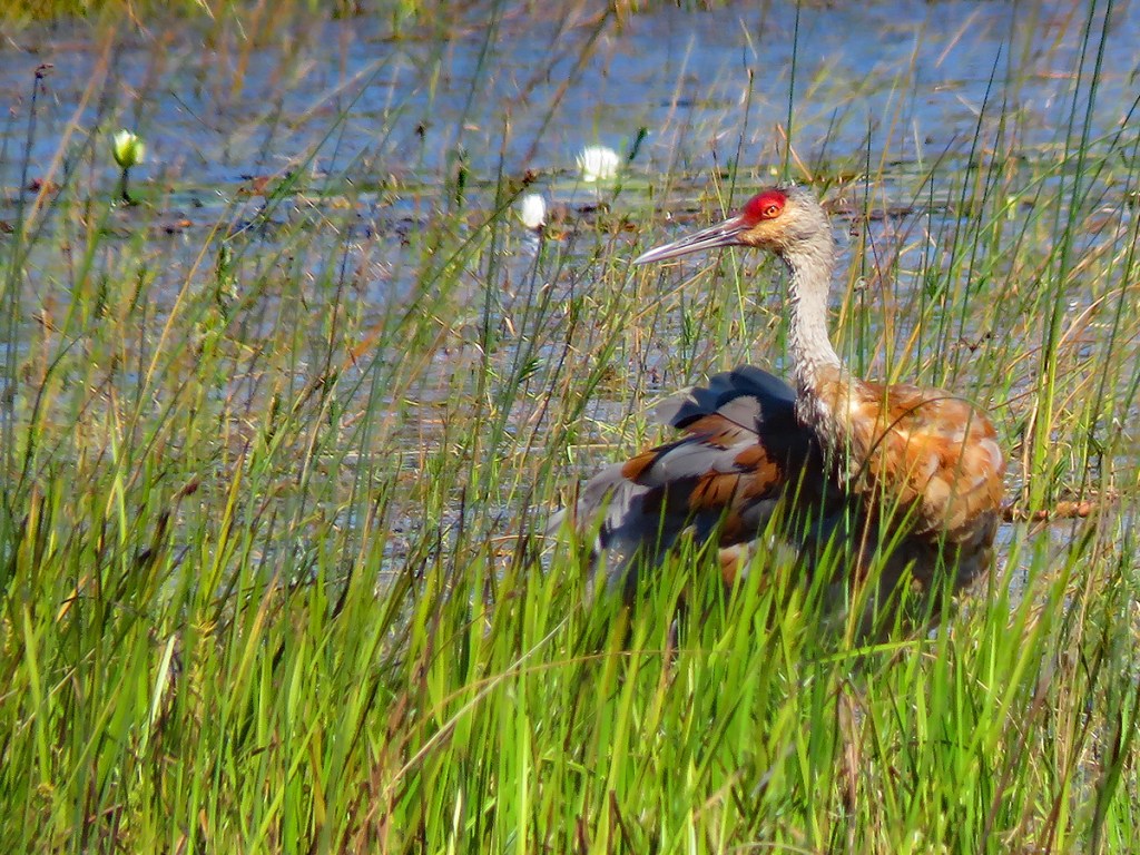 Sandhill Crane | RegenAxe
