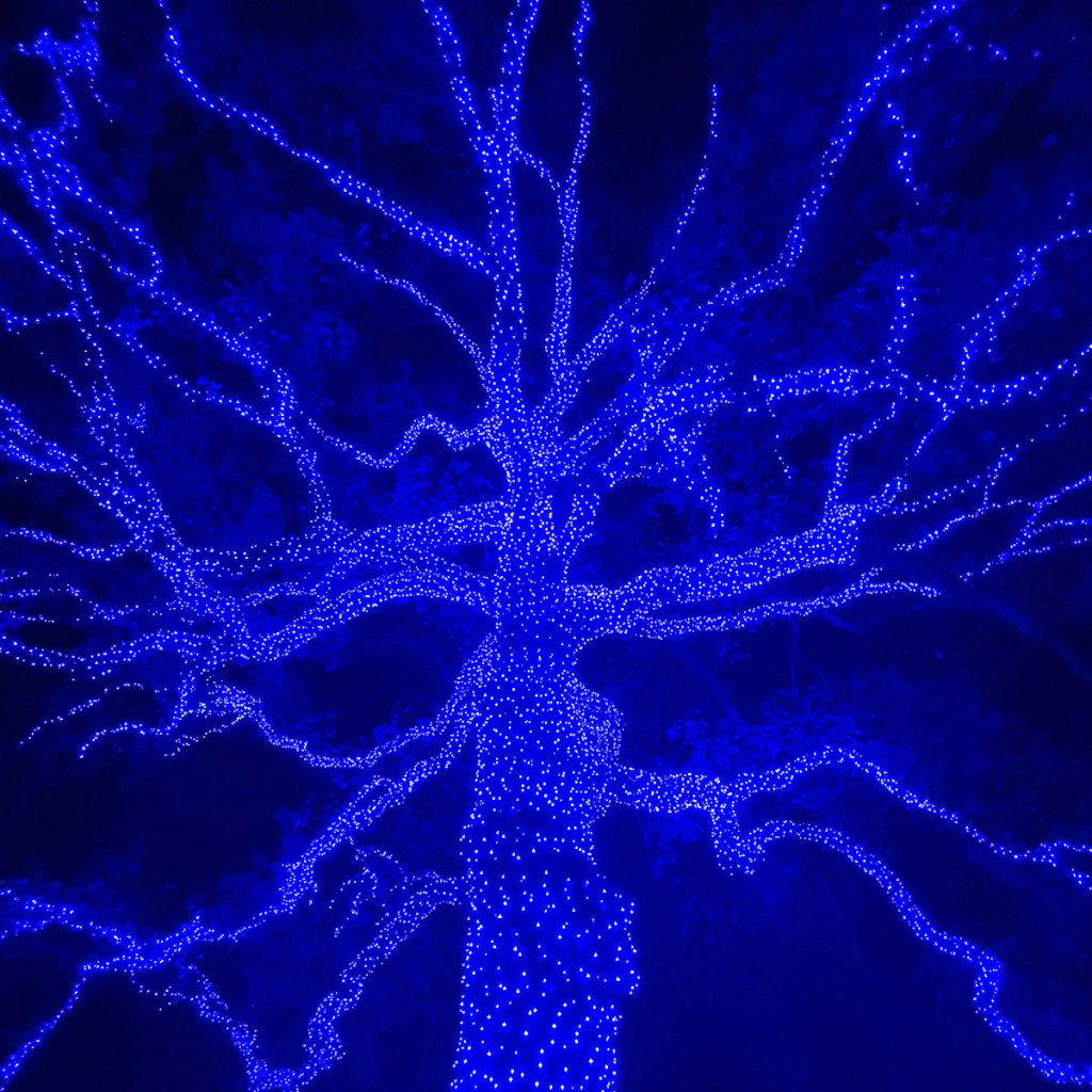 Blue Sweet Gum | RegenAxe