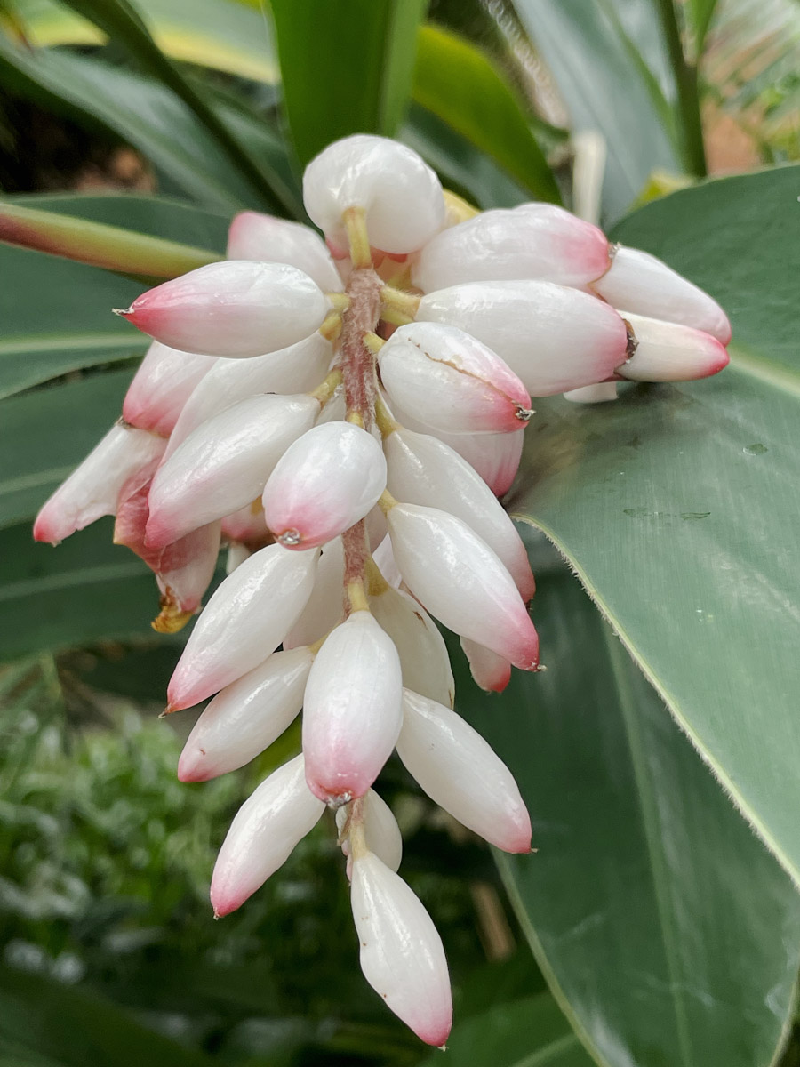 Shell Ginger | RegenAxe