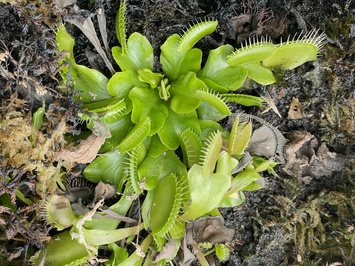 Venus Flytrap | RegenAxe