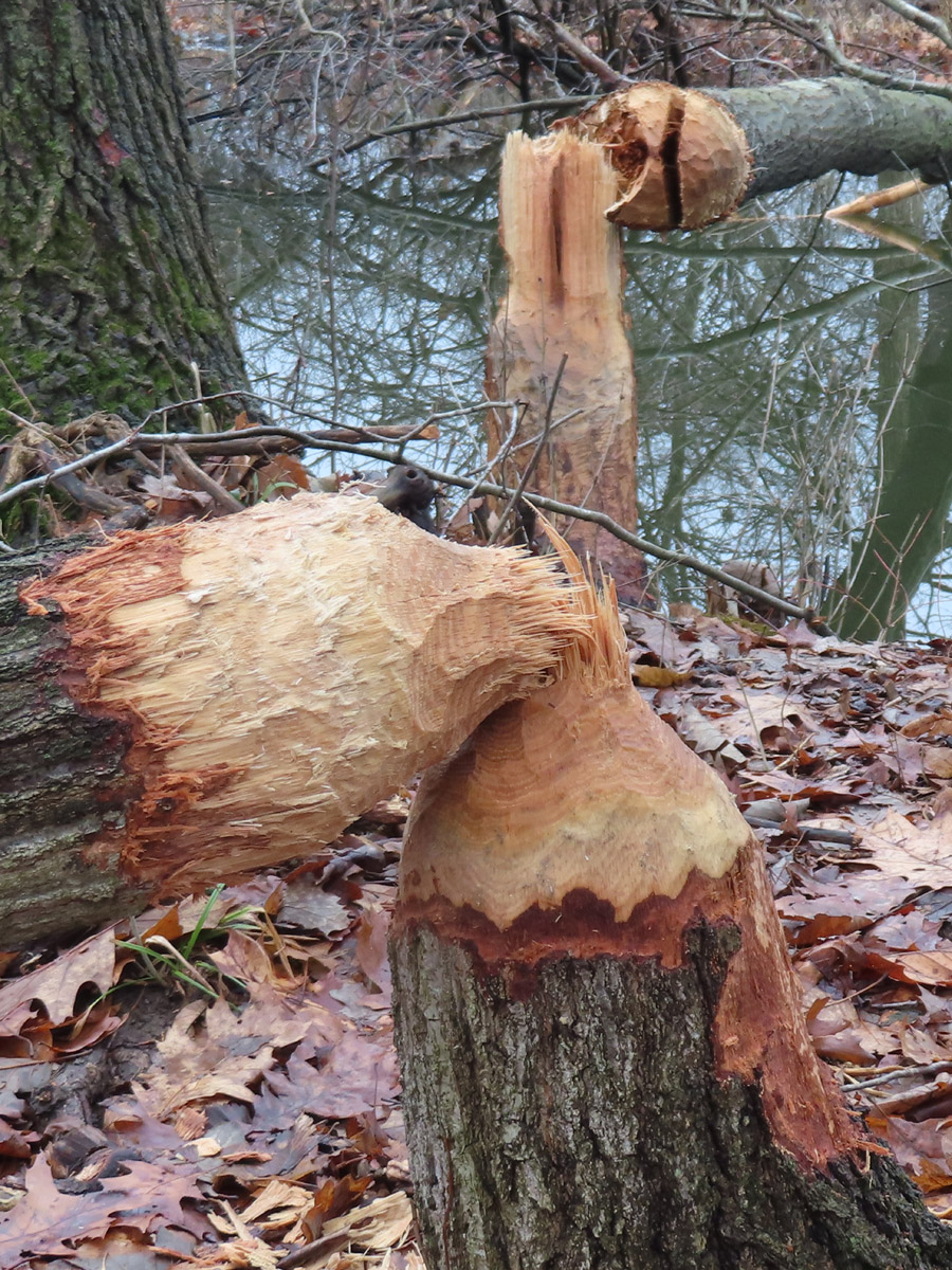 Beaver Sign | RegenAxe