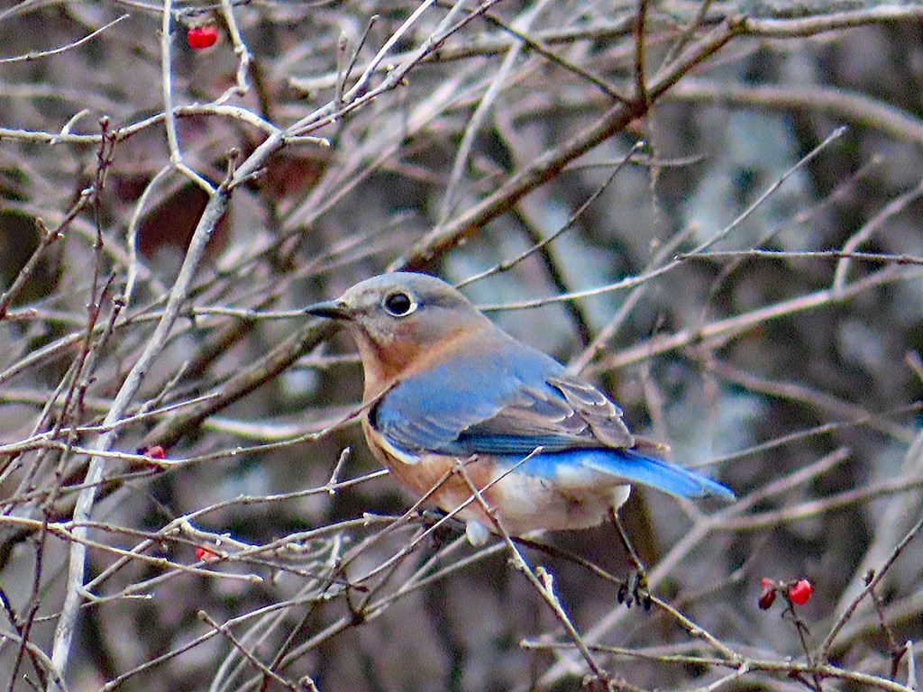 The Bluebird of Happiness | RegenAxe