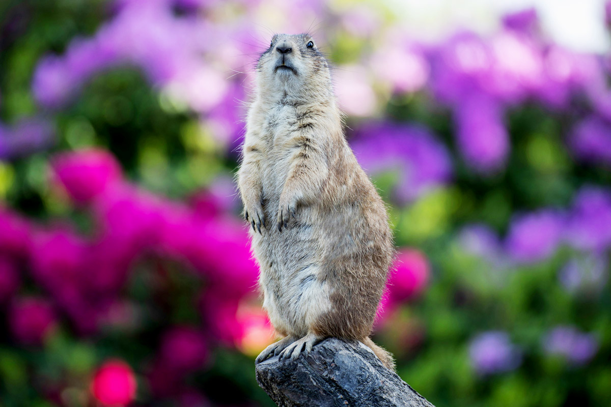 Groundhog Day – Still Free Photo by Jesper Giortz-Behrens on Unsplash ...