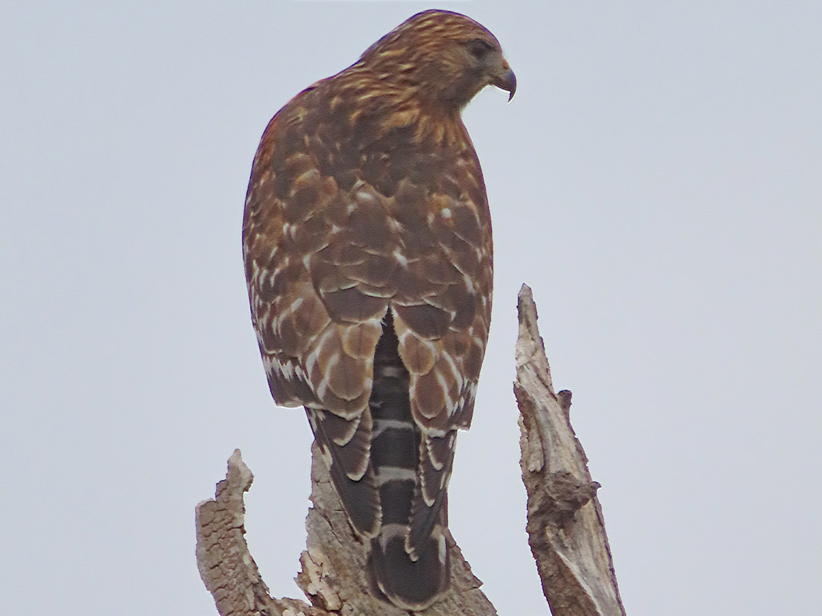 Red-tailed Hawk | RegenAxe