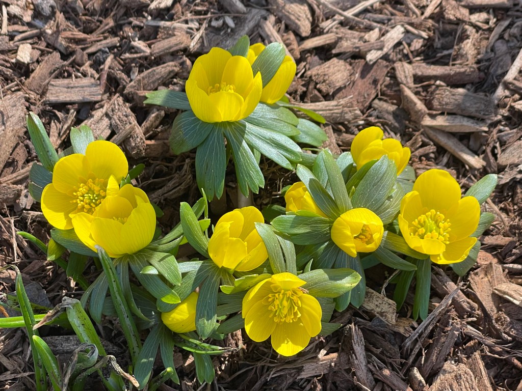 Winter Aconite | RegenAxe