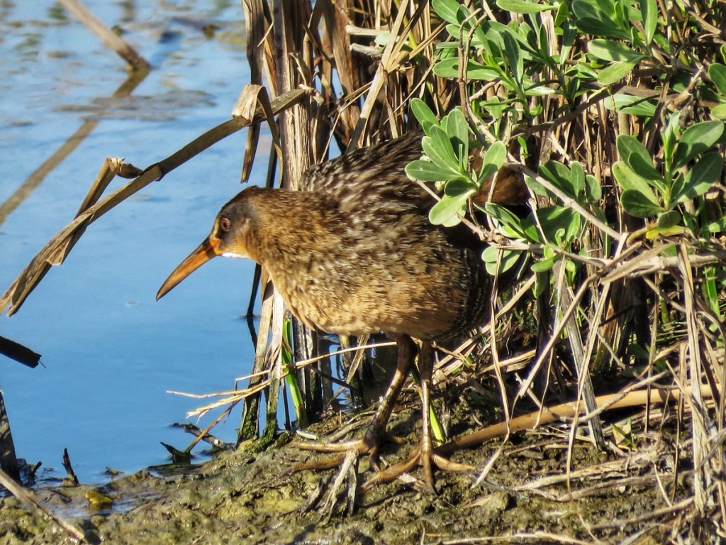 Clapper Rail | RegenAxe