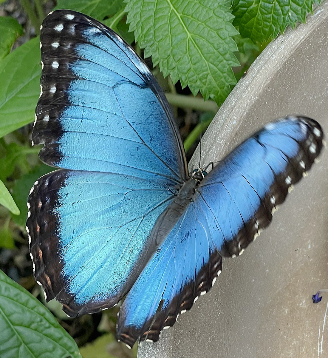 Blue Morpho | RegenAxe