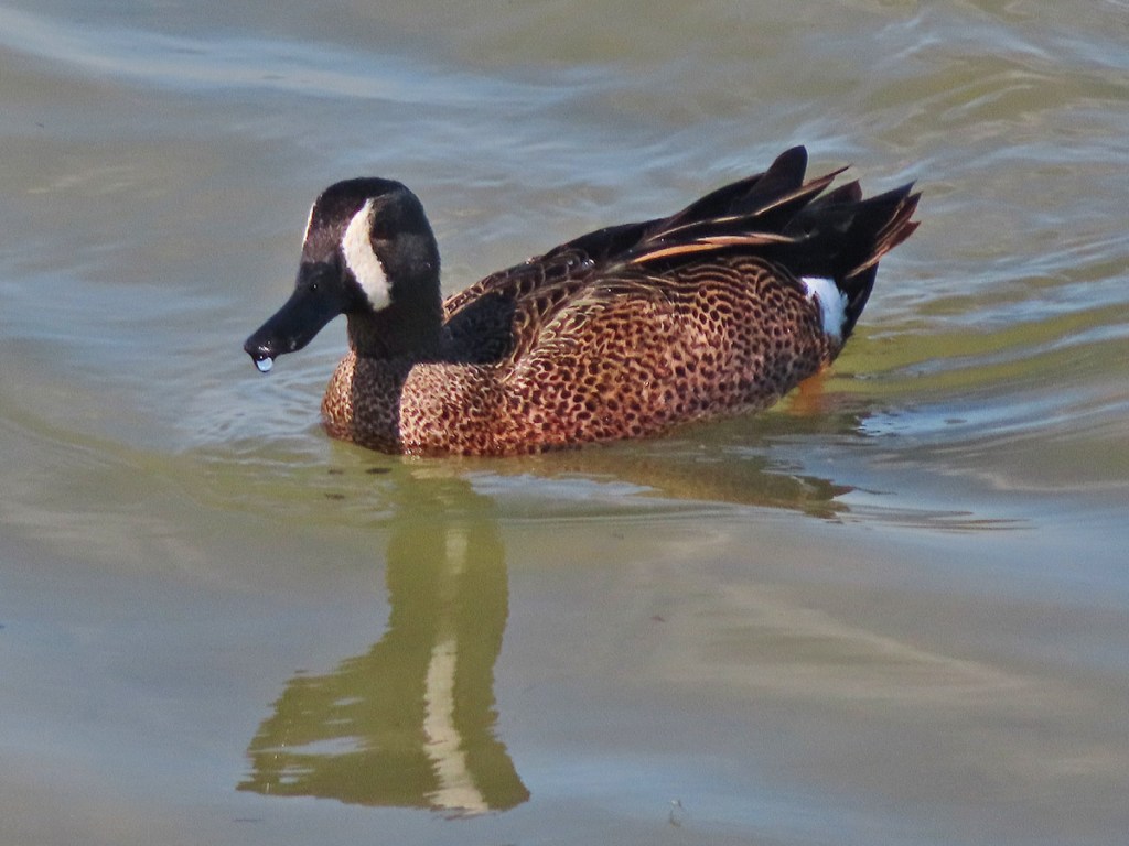 Blue-winged Teal | RegenAxe