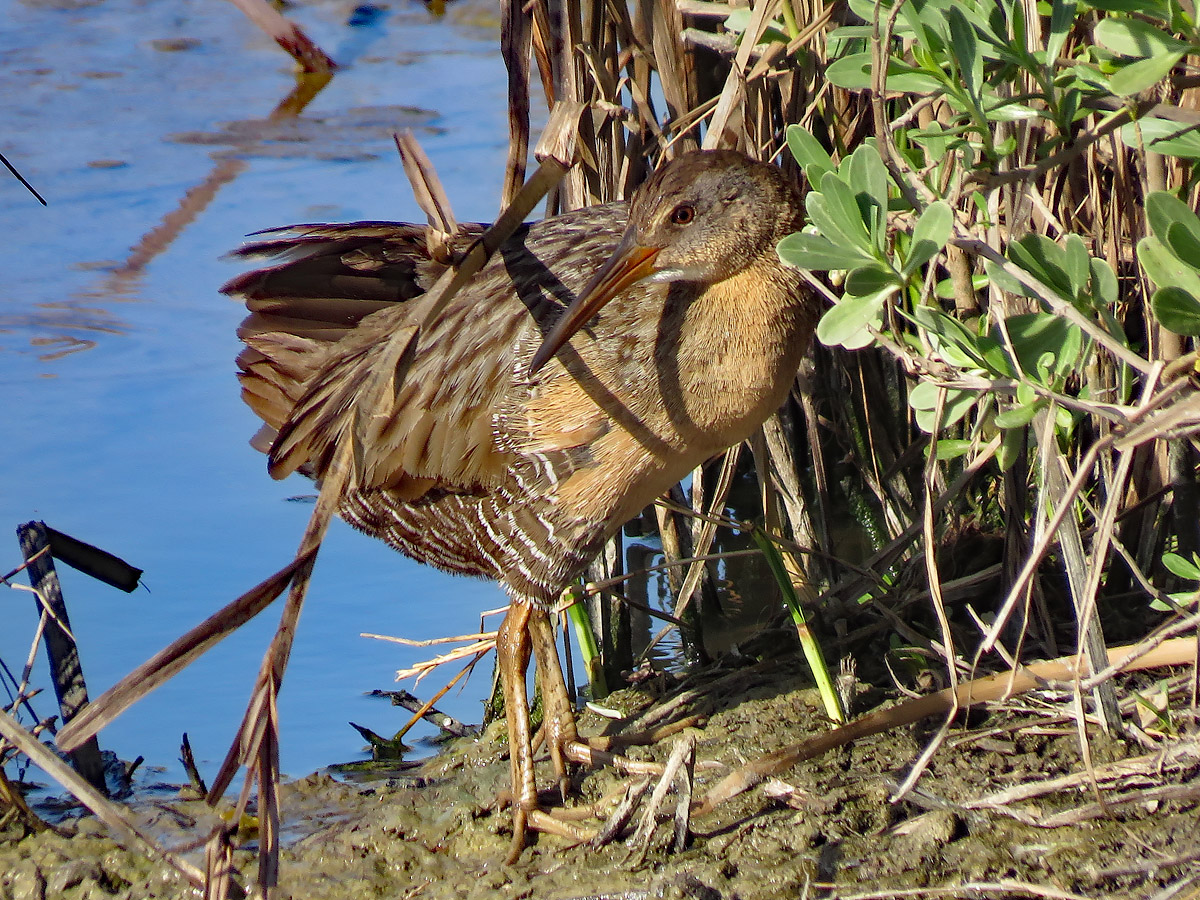 Clapper Rail | RegenAxe