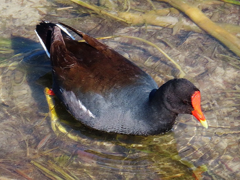 Common Gallinule | RegenAxe