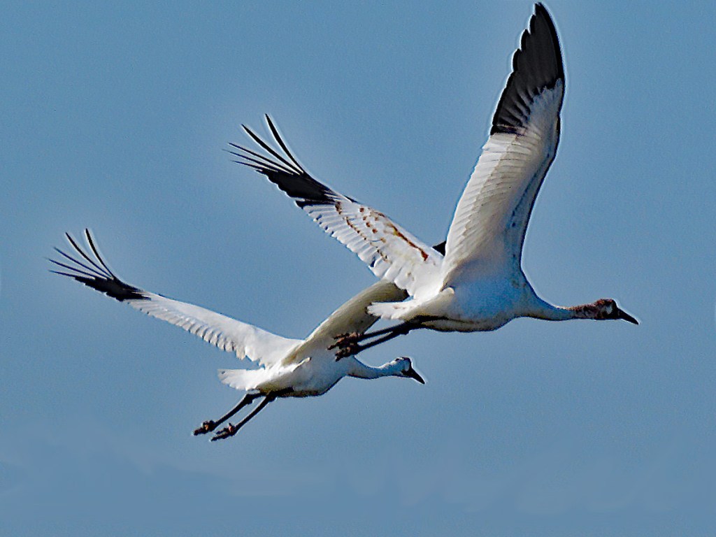 Flying Whooping Cranes | RegenAxe