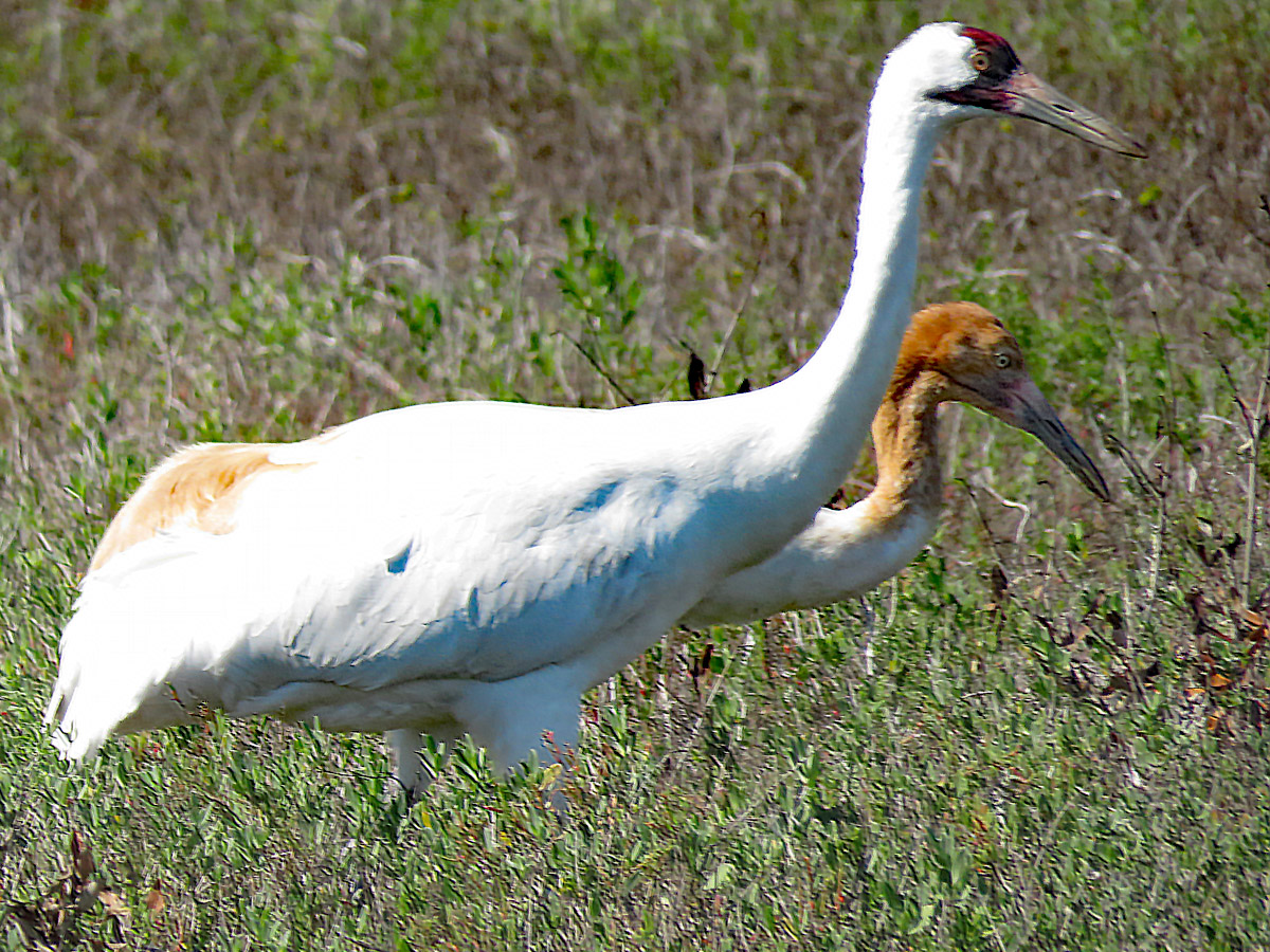 Mature and Immature Whooping Cranes | RegenAxe