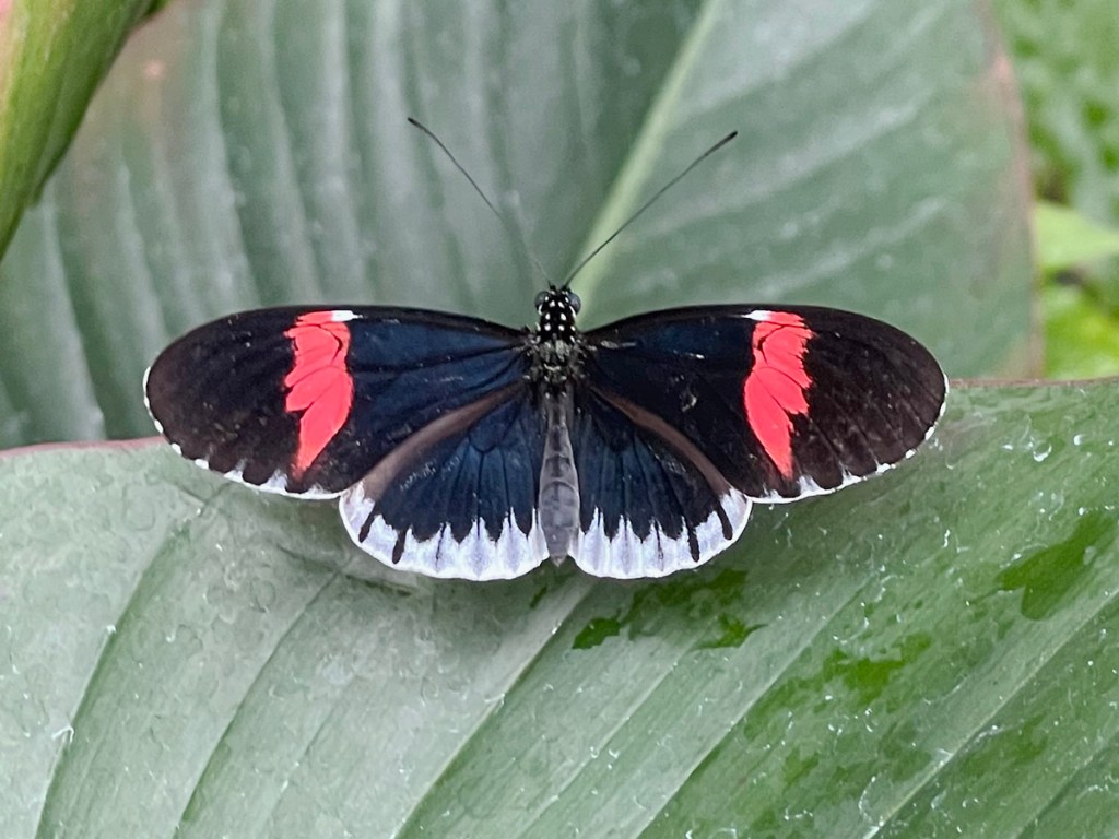 Postman Butterfly | RegenAxe