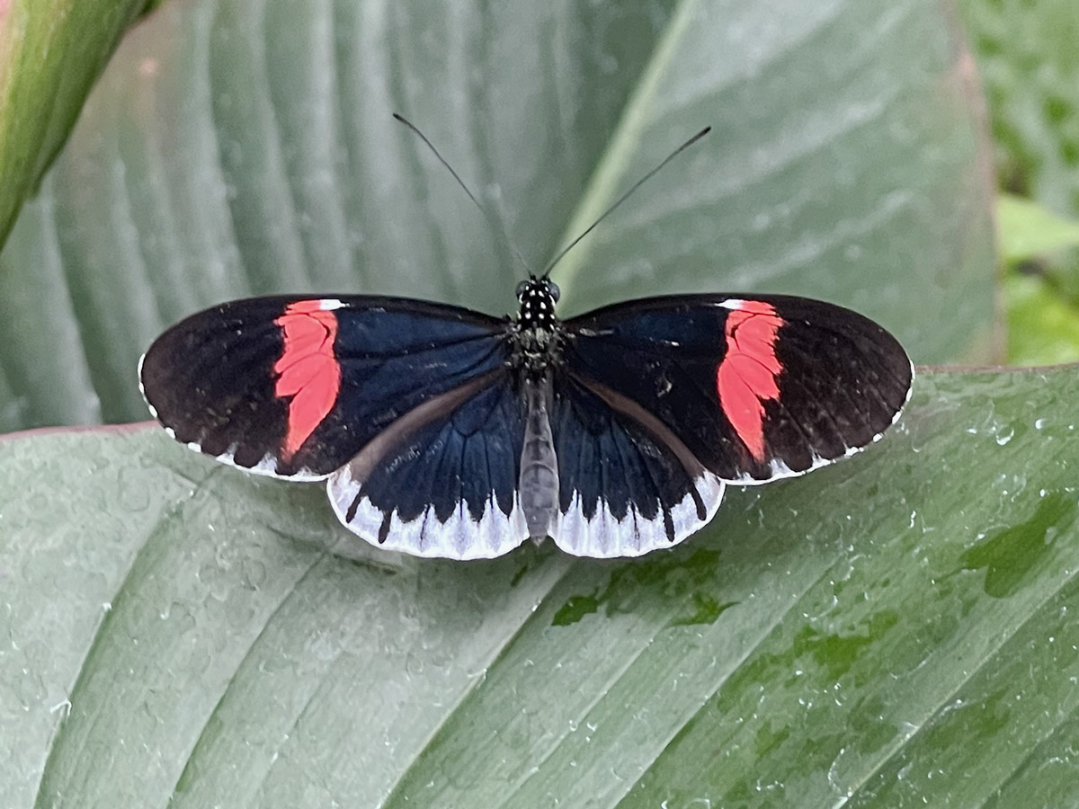 Postman Butterfly | RegenAxe