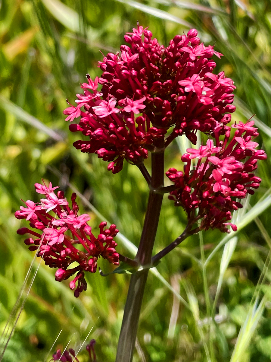 Red Valerian | RegenAxe