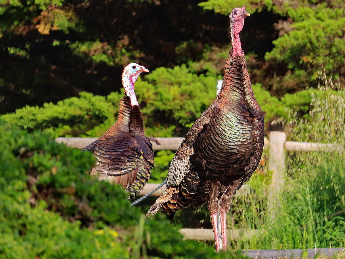 Turkeys – A Pair of Toms | RegenAxe