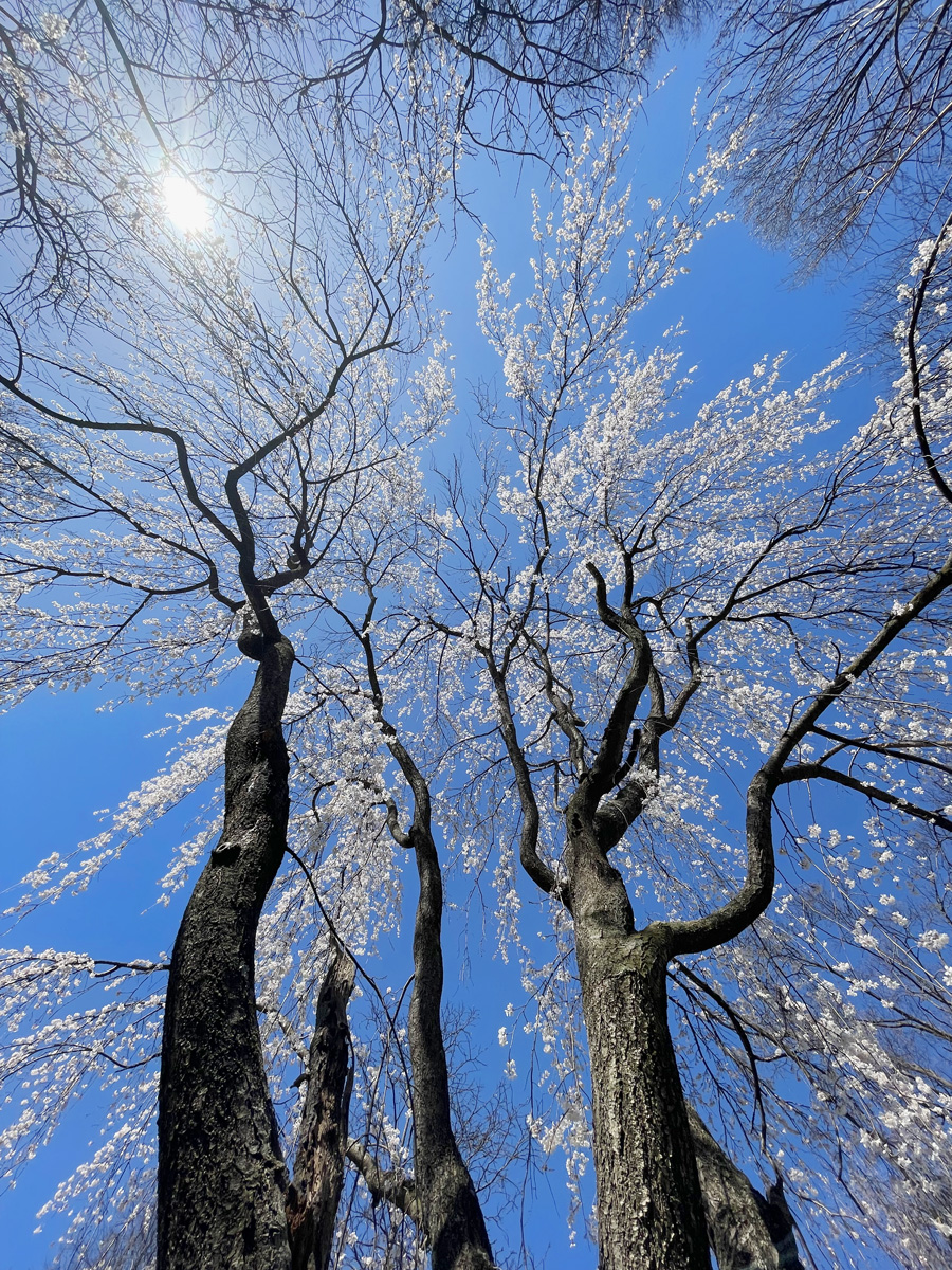 Weeping Cherry | RegenAxe