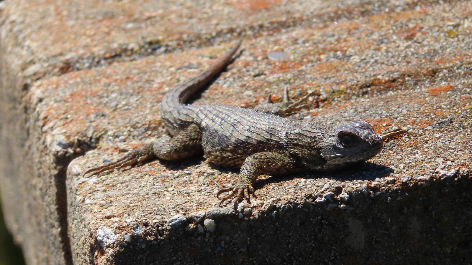 Western Fence-post Lizard | RegenAxe