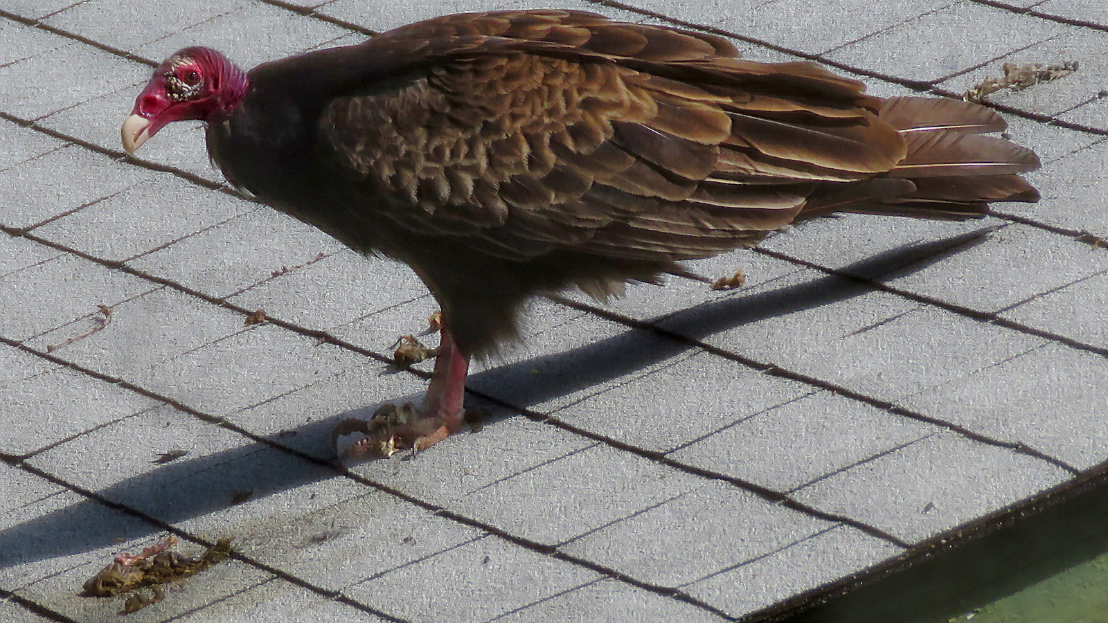 New Backyard Bird – Turkey Vulture | RegenAxe