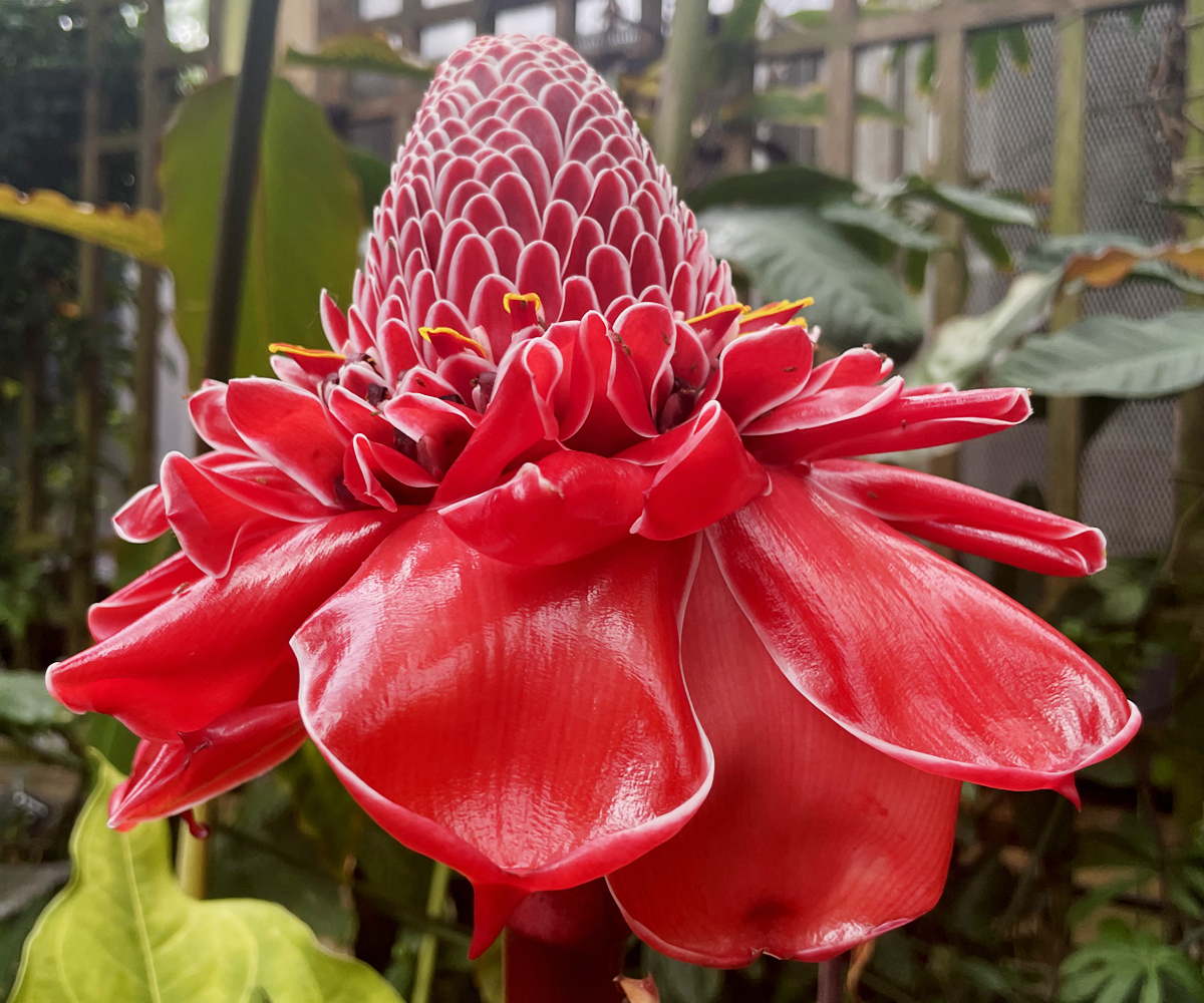 Torch Ginger | RegenAxe