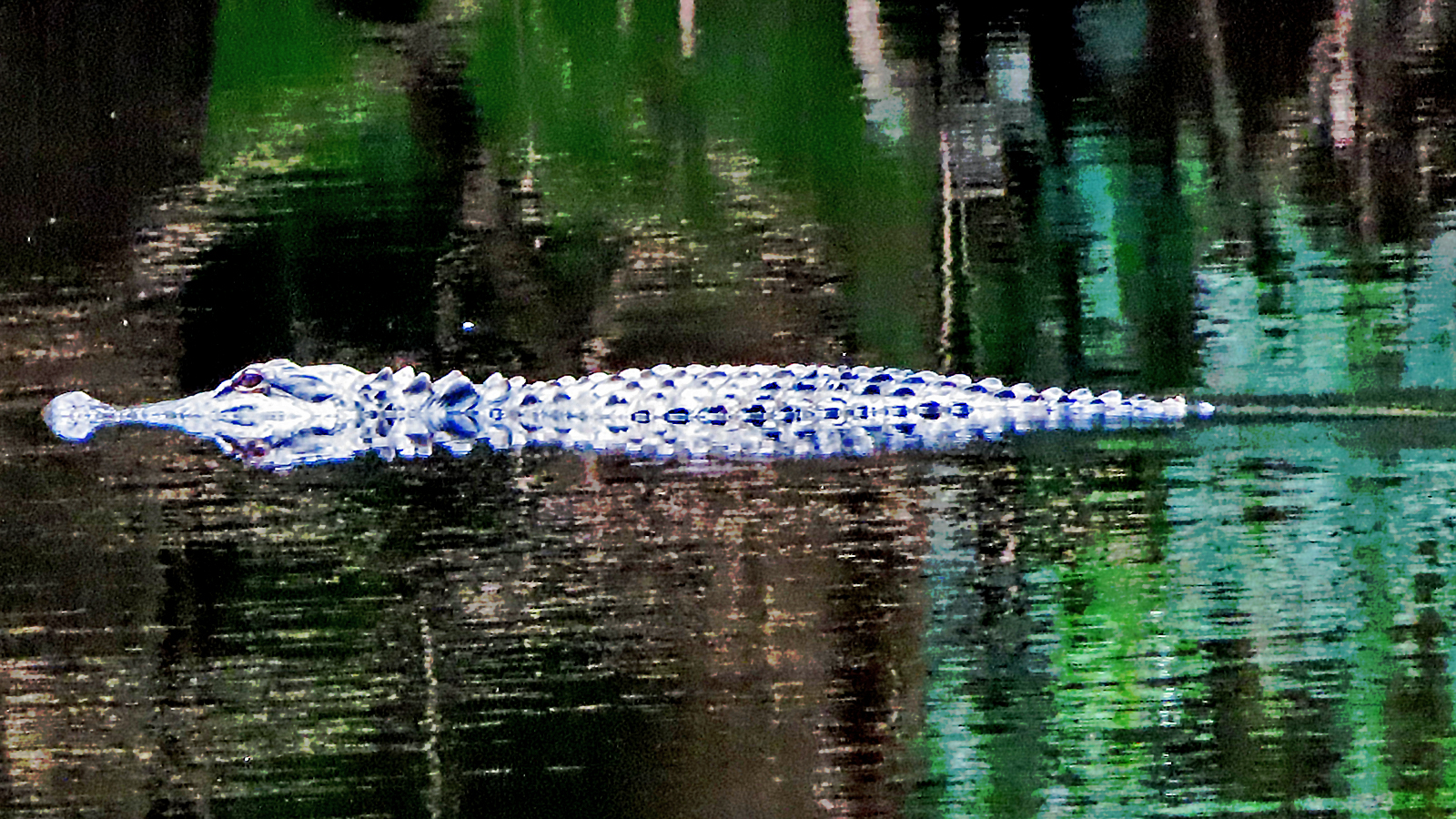 Alligator | RegenAxe