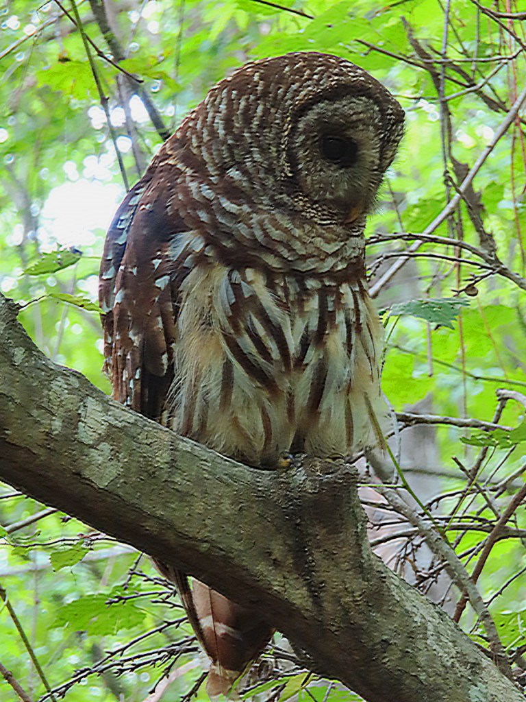 Barred Owl | RegenAxe