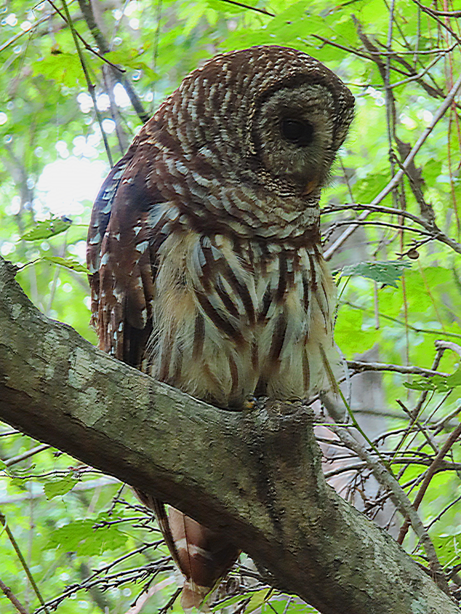 Barred Owl | RegenAxe