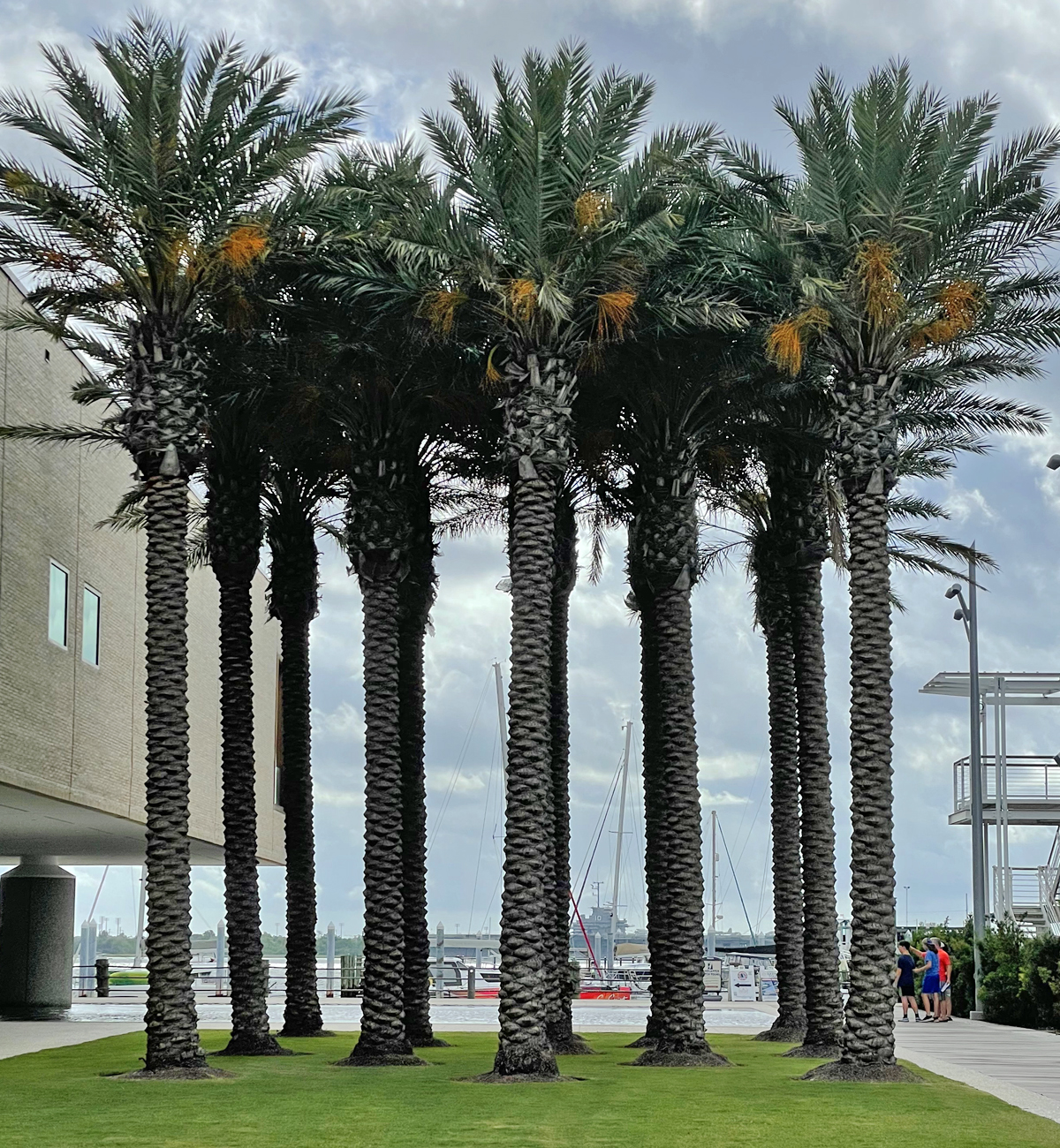Charleston African American Museum Palms | RegenAxe