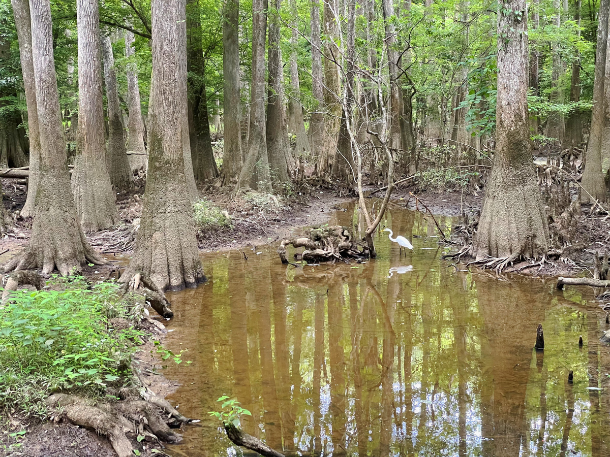 Congaree Swamp | RegenAxe