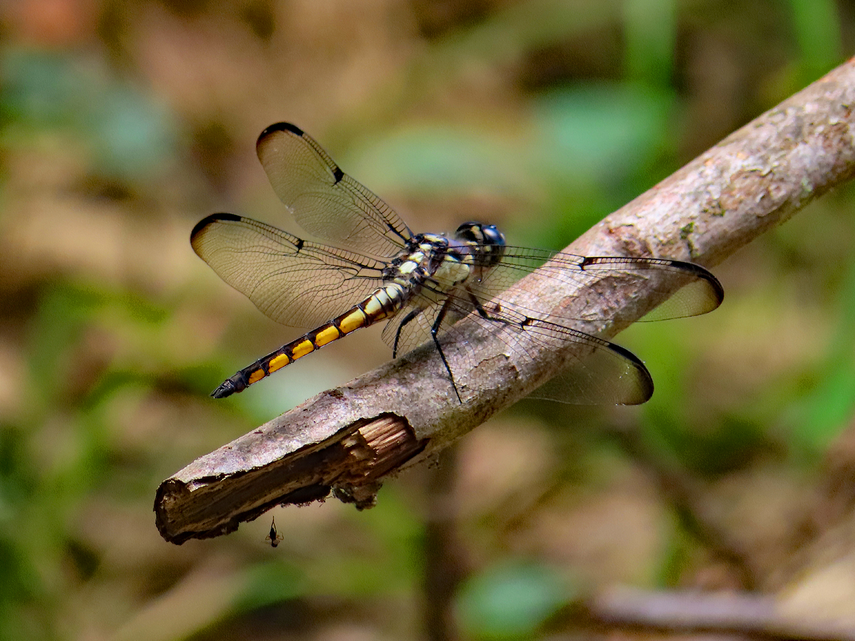 Female Great Blue Skimmer | RegenAxe