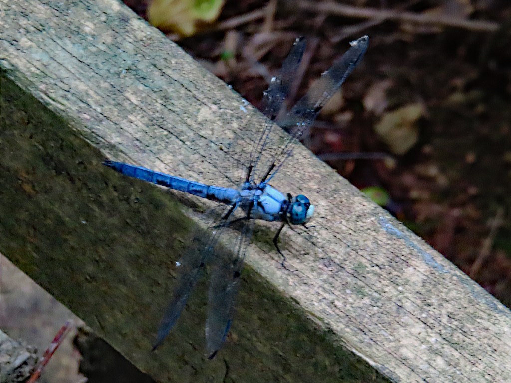 Great Blue Skimmer | RegenAxe