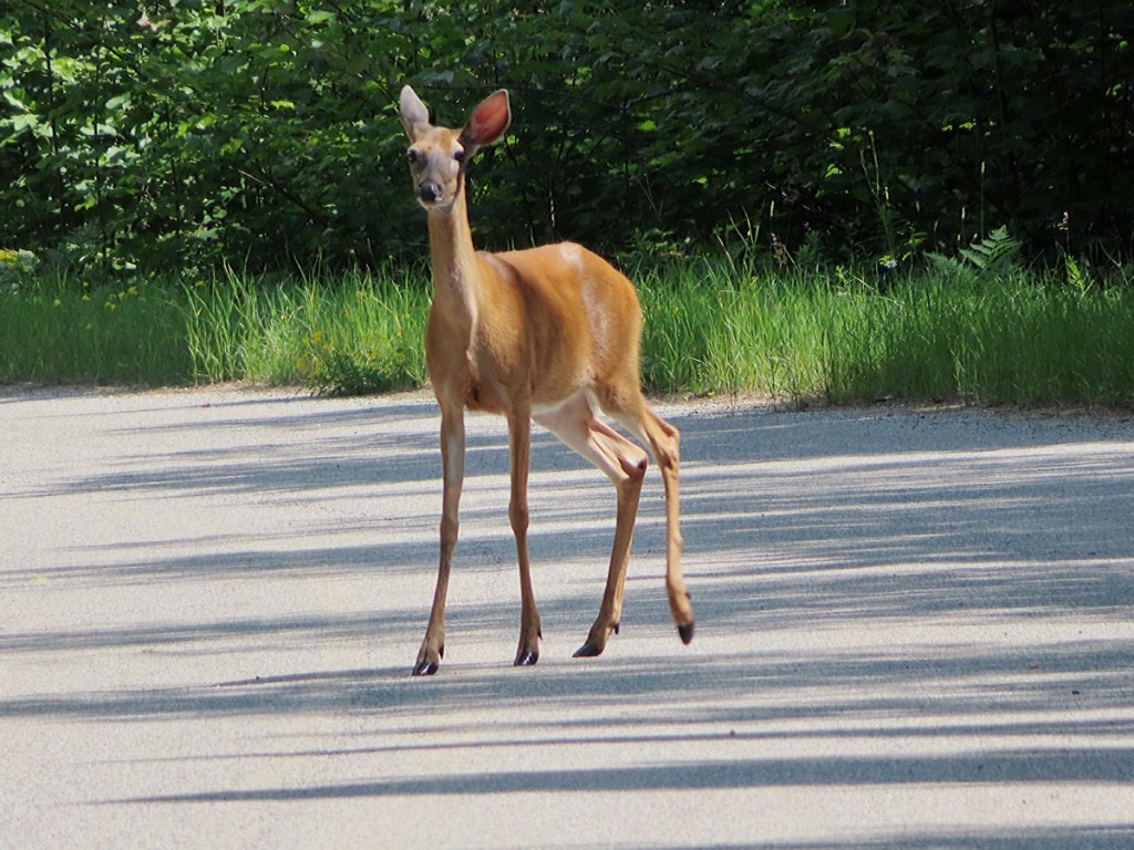 Oh, Deer! | RegenAxe